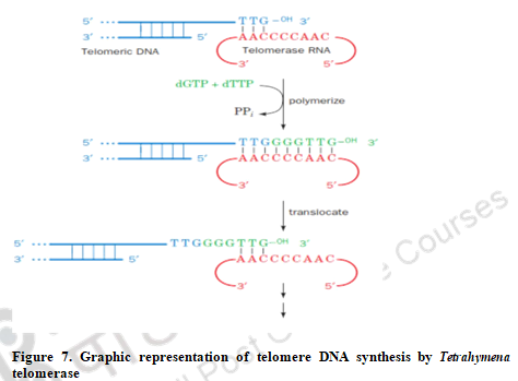 DNA Polymerase – Structure and function of biomolecules (lipids and ...