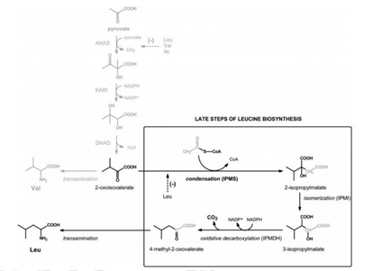 Citric Acid Cycle as Source of Biosynthetic Precursor – Metabolism of ...