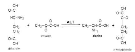 Citric Acid Cycle as Source of Biosynthetic Precursor – Metabolism of ...