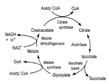 Glyoxylate cycle – Metabolism of carbohydrates