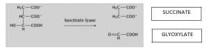 Glyoxylate cycle – Metabolism of carbohydrates