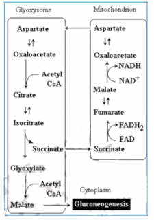 Glyoxylate cycle – Metabolism of carbohydrates