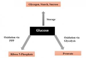 Pentose Phosphate Pathway – Metabolism of carbohydrates