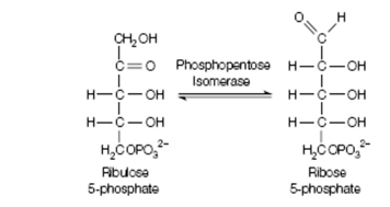 Pentose Phosphate Pathway – Metabolism of carbohydrates