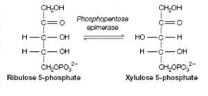 Pentose Phosphate Pathway – Metabolism of carbohydrates