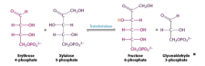 Pentose Phosphate Pathway – Metabolism of carbohydrates