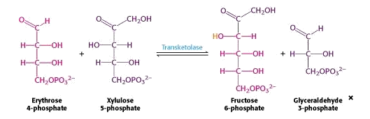 Pentose Phosphate Pathway – Metabolism of carbohydrates