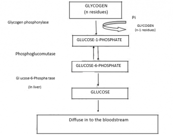 Glycogenolysis – Metabolism of carbohydrates