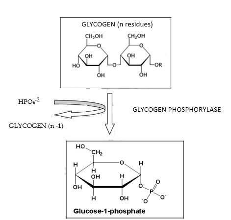 Glycogenolysis – Metabolism of carbohydrates