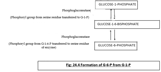 Glycogenolysis – Metabolism of carbohydrates