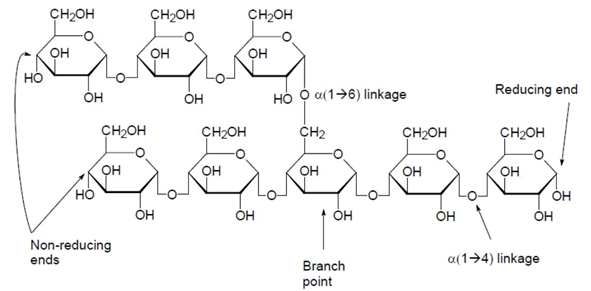 Glycogenesis – Metabolism of carbohydrates