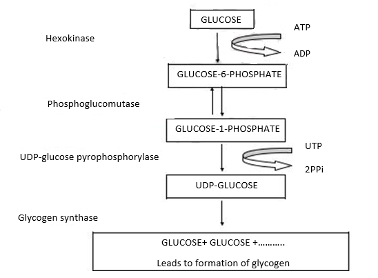 Glycogenesis – Metabolism of carbohydrates