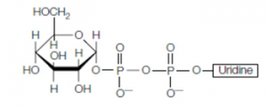 Glycogenesis – Metabolism of carbohydrates