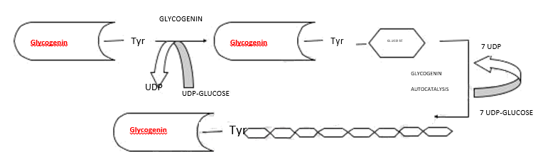 Glycogenesis – Metabolism of carbohydrates