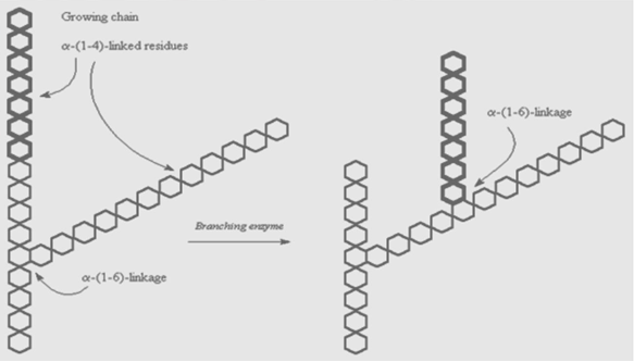 Glycogenesis – Metabolism of carbohydrates