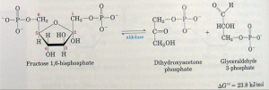Glycolysis – Metabolism of carbohydrates