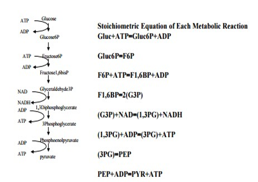 Stoichiometry of Glycolysis – Metabolism of carbohydrates