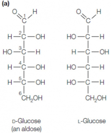 Yield of Energy from Glucose – Metabolism of carbohydrates