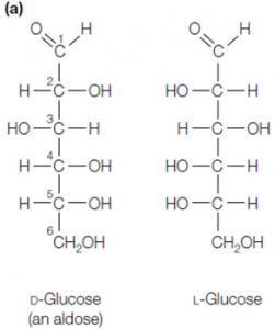 Yield of Energy from Glucose – Metabolism of carbohydrates
