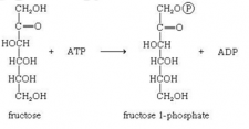 Entry of Fructose and Galactose – Metabolism of carbohydrates