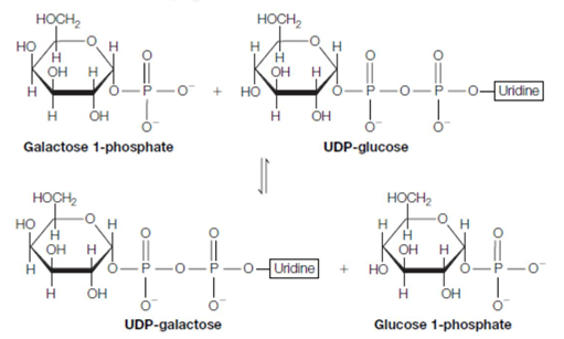 Entry of Fructose and Galactose – Metabolism of carbohydrates