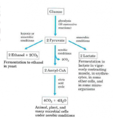 Fate of Pyruvate – Metabolism of carbohydrates