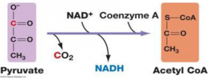 Fate of Pyruvate – Metabolism of carbohydrates