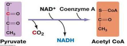 Fate of Pyruvate – Metabolism of carbohydrates