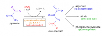 Fate of Pyruvate – Metabolism of carbohydrates