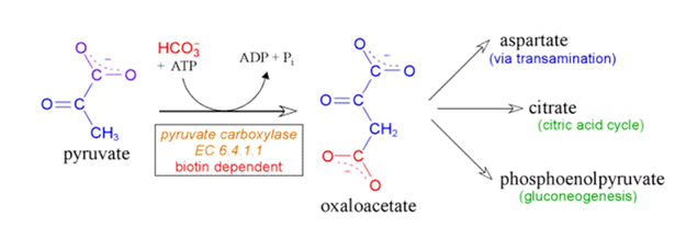 Fate of Pyruvate – Metabolism of carbohydrates