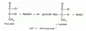 Fate of Pyruvate – Metabolism of carbohydrates