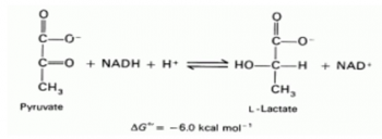 Fate of Pyruvate – Metabolism of carbohydrates