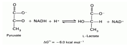 Fate of Pyruvate – Metabolism of carbohydrates