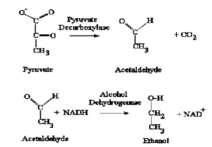 Fate of Pyruvate – Metabolism of carbohydrates