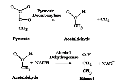 Fate of Pyruvate – Metabolism of carbohydrates