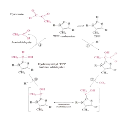 Fate of Pyruvate – Metabolism of carbohydrates