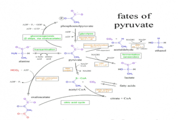 Fate of Pyruvate – Metabolism of carbohydrates