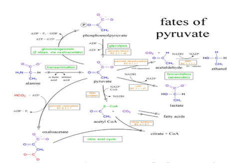 Fate of Pyruvate – Metabolism of carbohydrates
