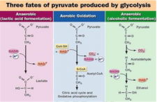 Fate of Pyruvate – Metabolism of carbohydrates