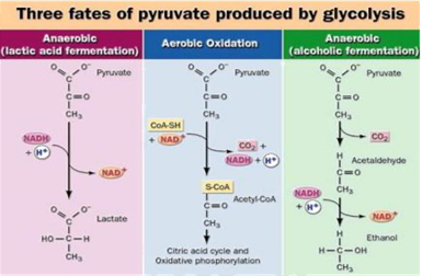 Fate of Pyruvate – Metabolism of carbohydrates