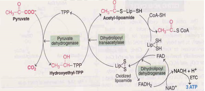 Conversion of pyruvate to Acetyl CoA – Metabolism of carbohydrates
