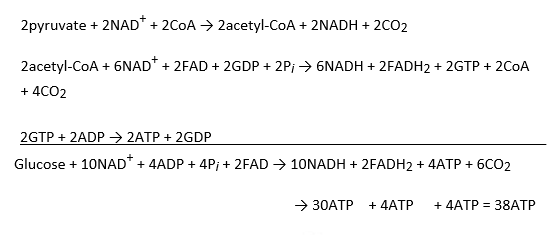 Citric acid cycle – Metabolism of carbohydrates