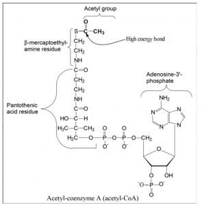 Citric acid cycle – Metabolism of carbohydrates