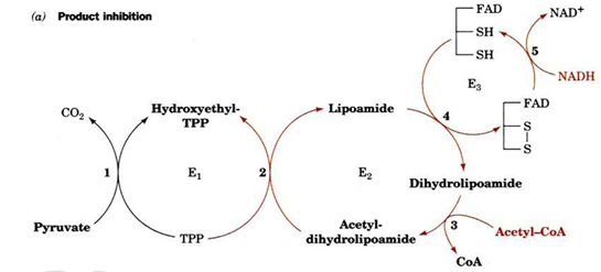 Citric acid cycle – Metabolism of carbohydrates