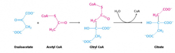 Citric acid cycle – Metabolism of carbohydrates