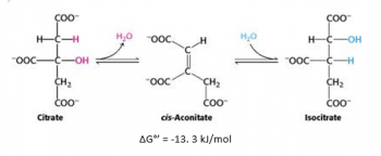 Citric acid cycle – Metabolism of carbohydrates