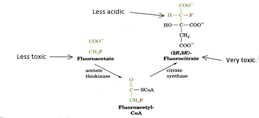 Citric acid cycle – Metabolism of carbohydrates