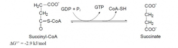Citric acid cycle – Metabolism of carbohydrates