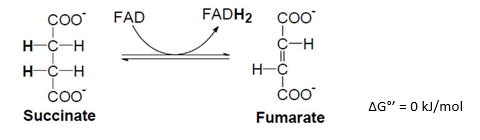 Citric acid cycle – Metabolism of carbohydrates