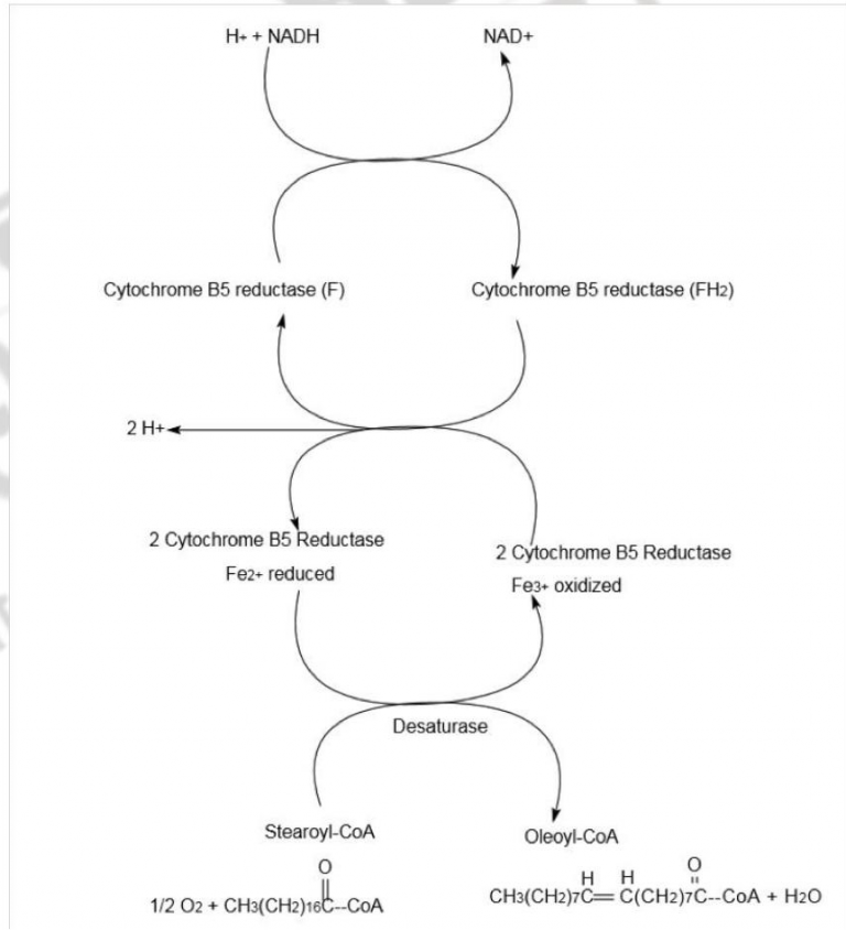 Biosynthesis of Lipids – Lipid metabolism